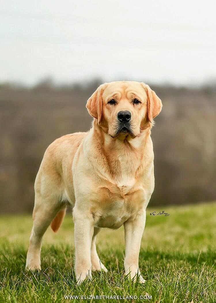 Premium English Labrador Pure Bred, AKC Certified Excellence
