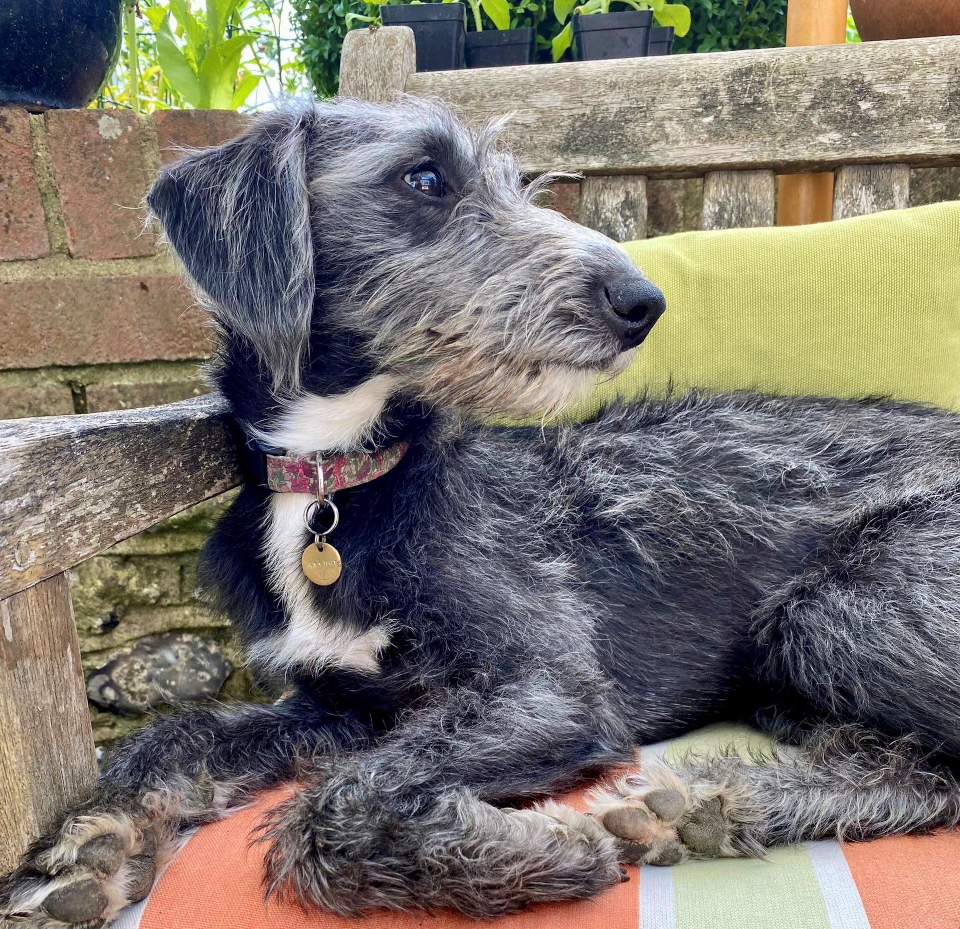 Home [www.beddywhippet.co.uk]