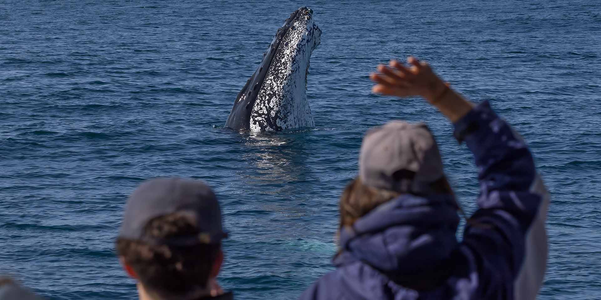 Whale Watching & Wildlife Tours | Merimbula, Eden, Bermagui