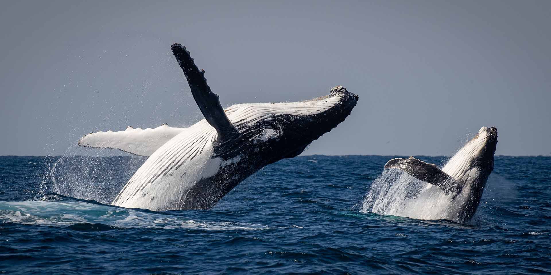 Bermagui Whale Watching Adventure | Sapphire Coastal Adventures