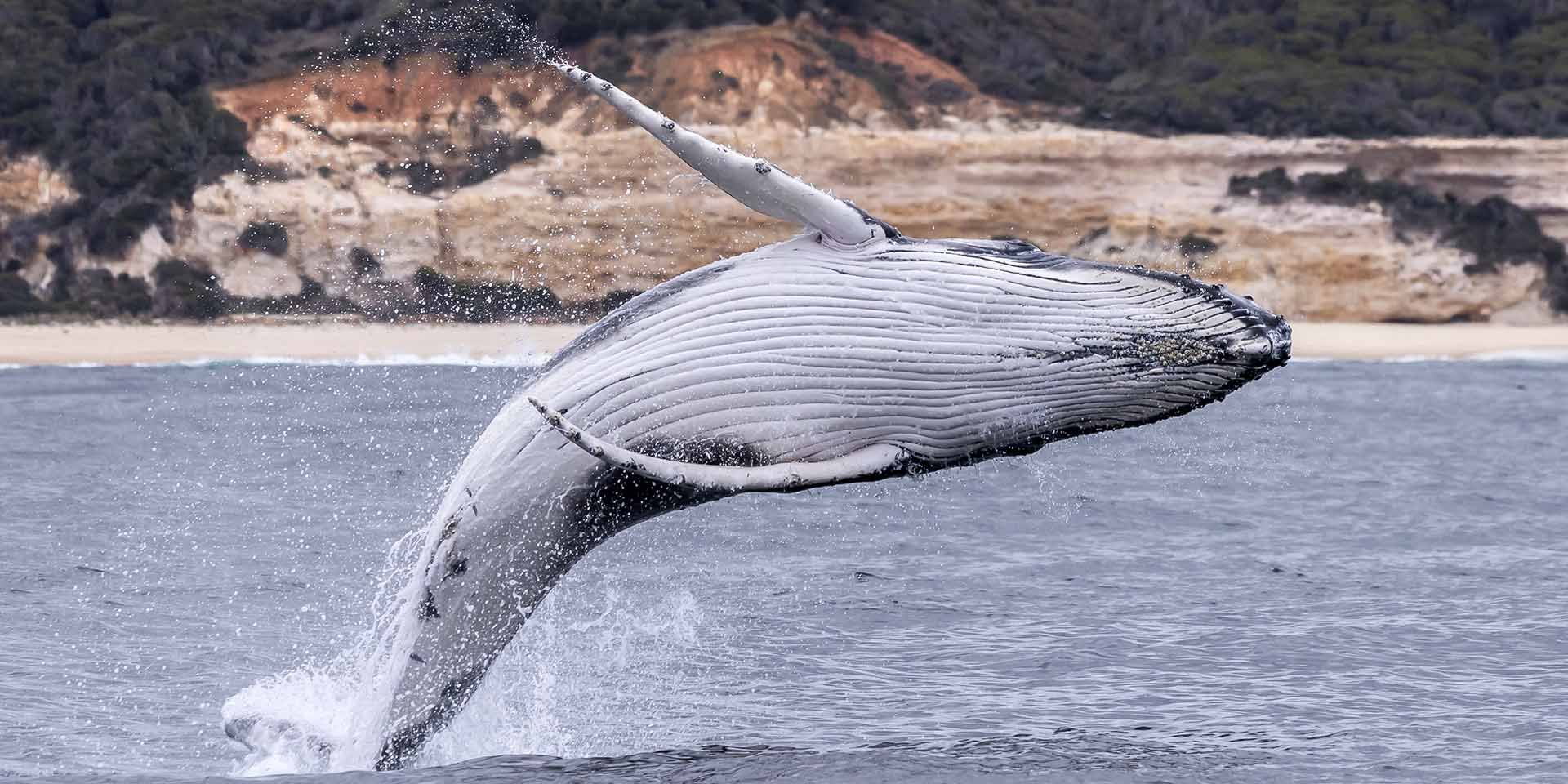 Eden Whale Watching Cruise | Sapphire Coastal Adventures