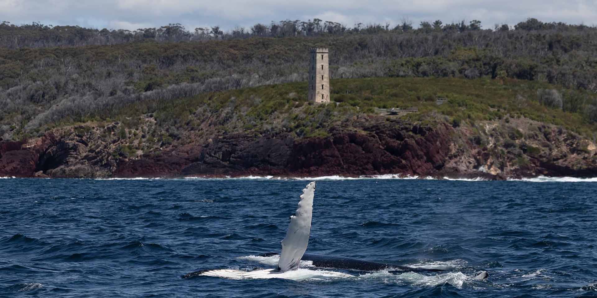 Eden Whale Watching Cruise | Sapphire Coastal Adventures