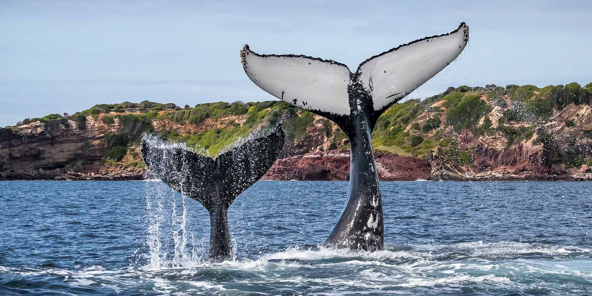 Merimbula Whale Watching Tour | Sapphire Coastal Adventures