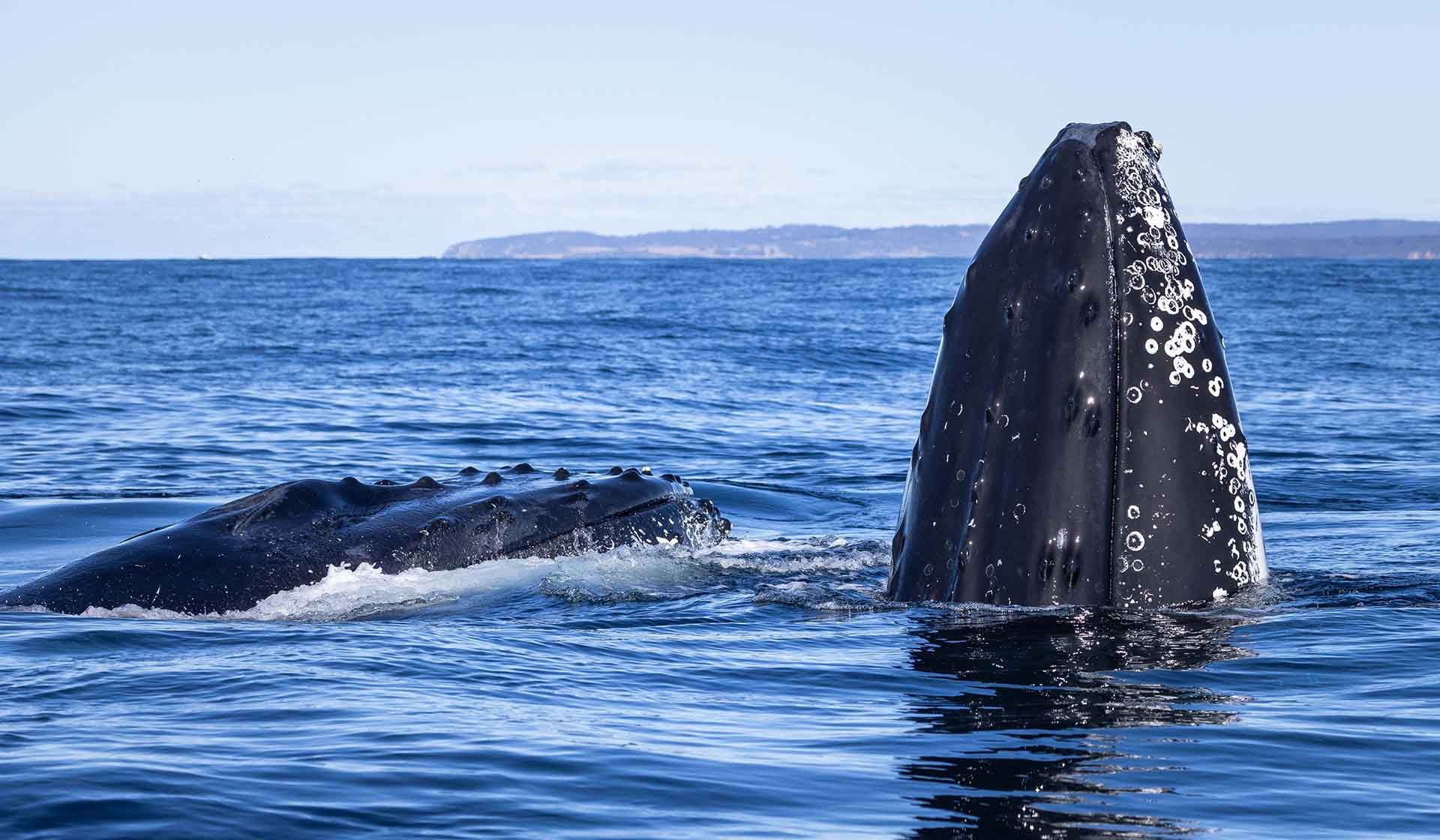 Whale Watching | Wildlife Cruises | Fishing Charters - South Coast NSW