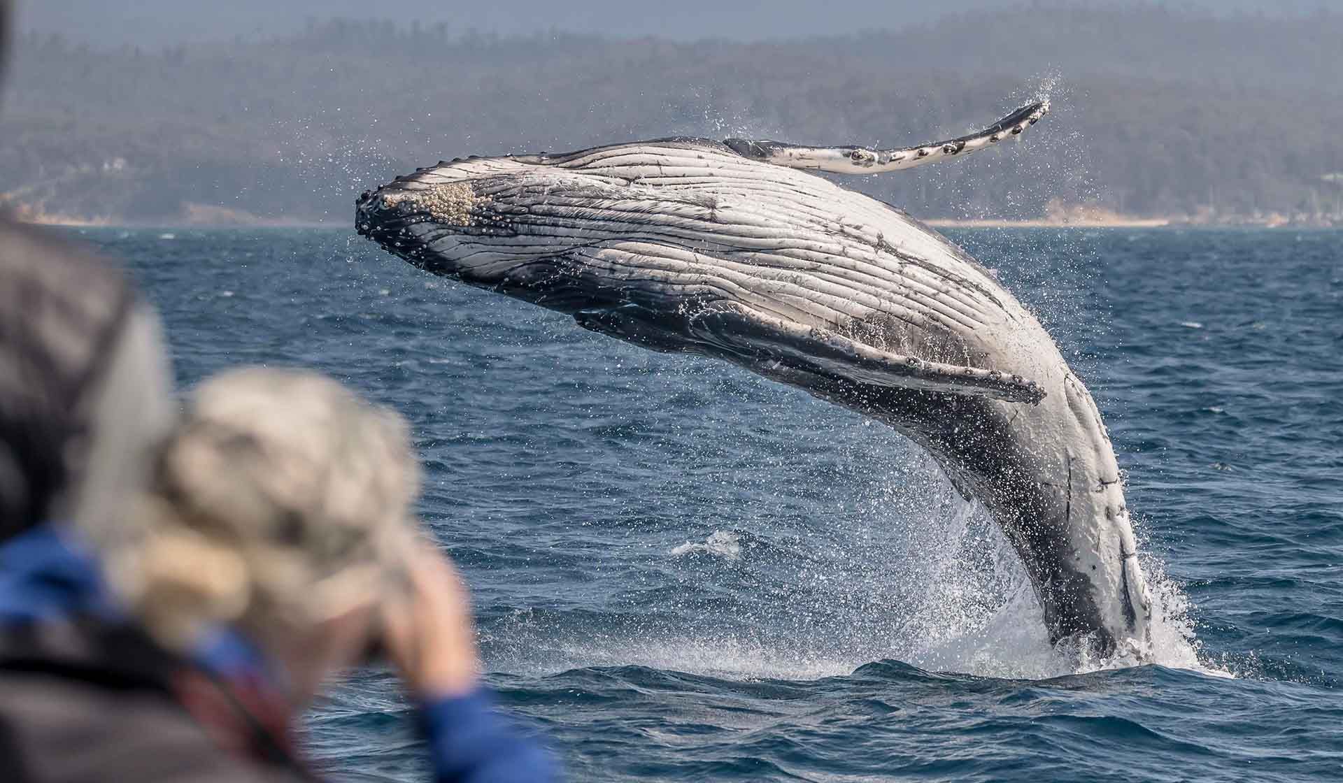 Whale Watching Cruises & Wildlife Tours | Eden, NSW