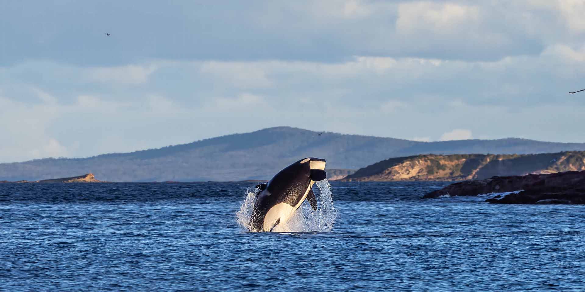 Merimbula Wildlife Tour | Sapphire Coastal Adventures