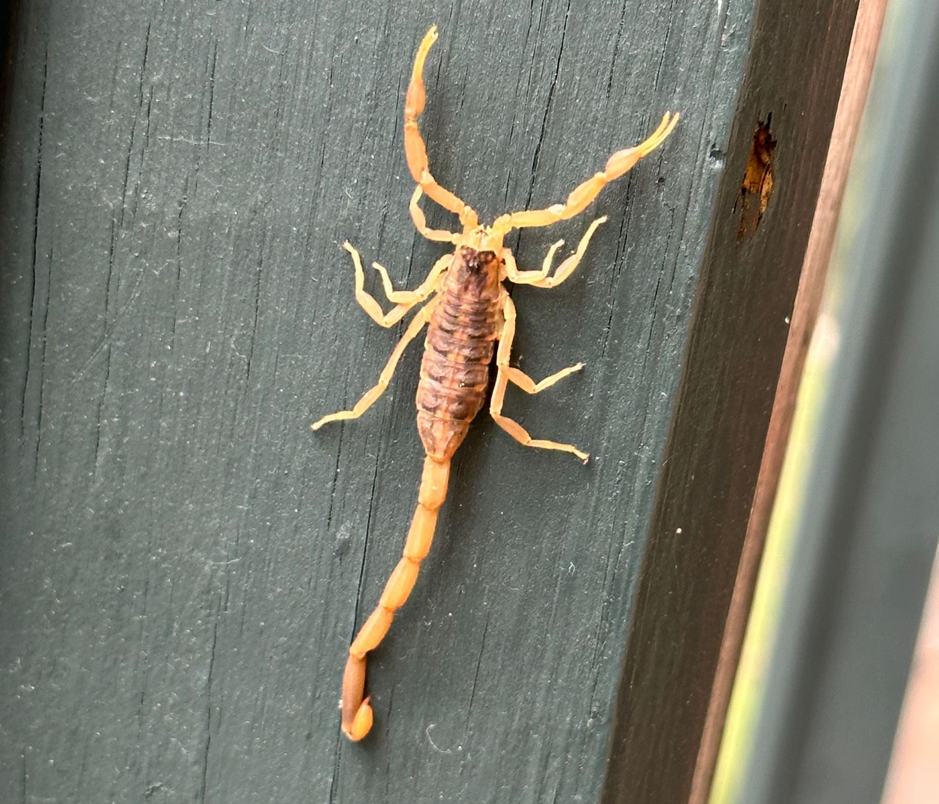 Scorpion Prevention and Control | Golden Rule Pest & Termite