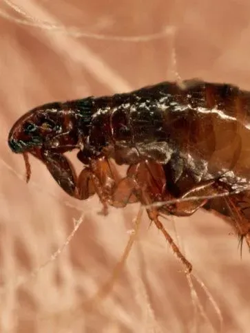 Identify Common Pests | Golden Rule Pest, Termite, & Weed LLC