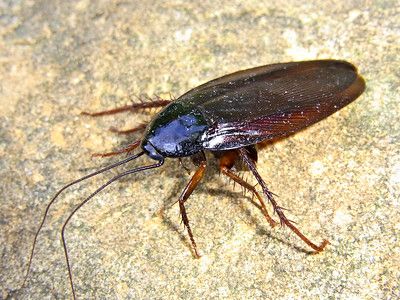 Smokey Brown Cockroaches - Golden Rule Pest Solutions