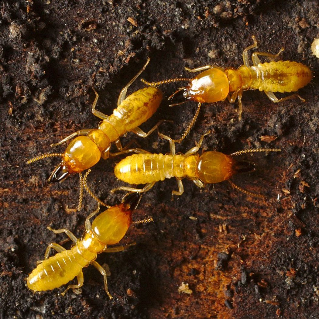 Termite Treatment Experts | Golden Rule Pest, Termite, & Weed
