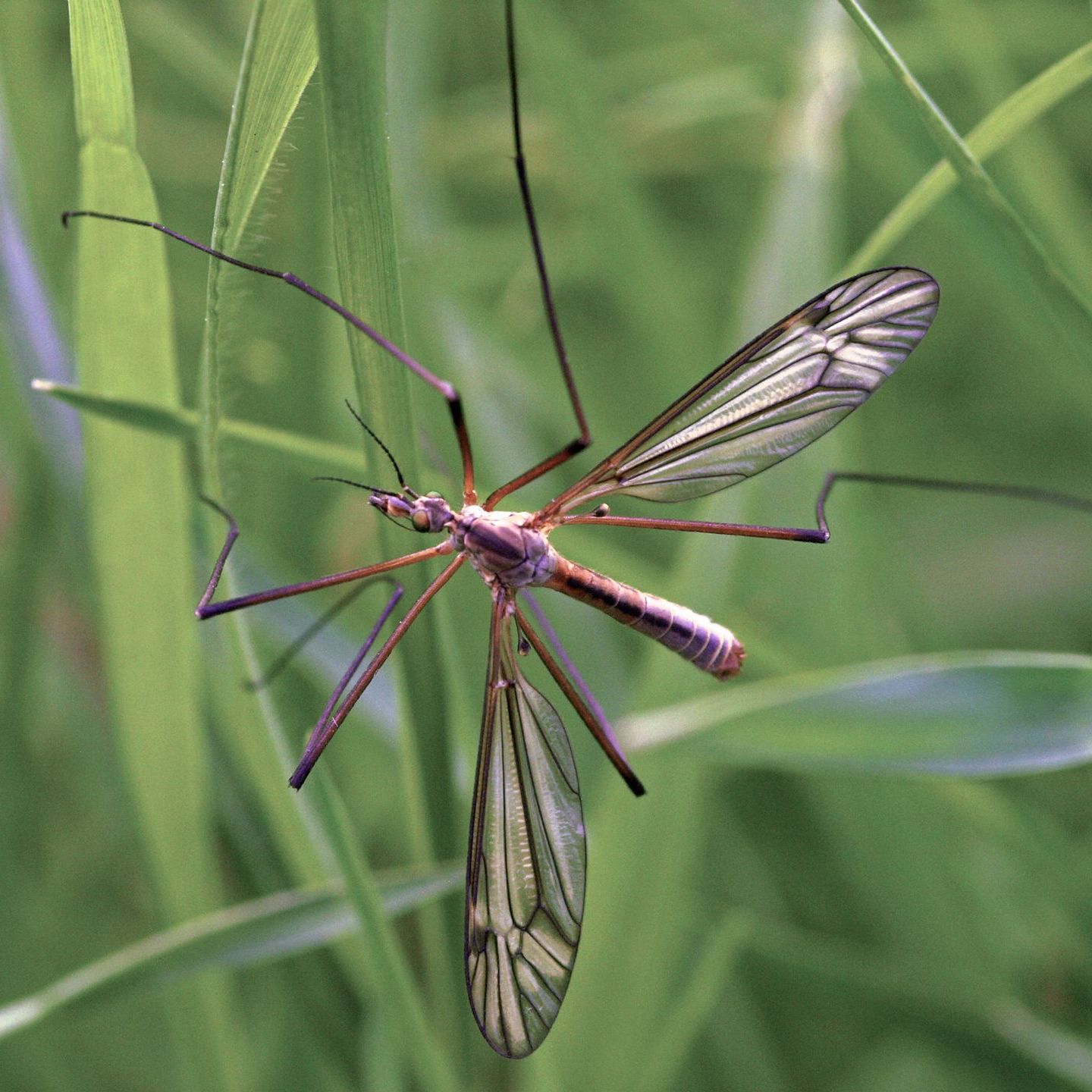 Flies Control at Golden Rule LLC