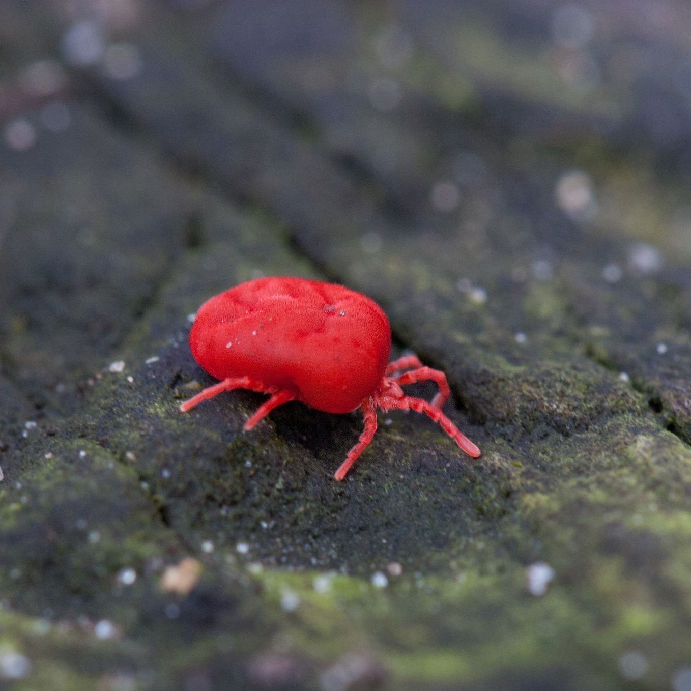 Mites | Golden Rule Pest, Termite, & Weed LLC