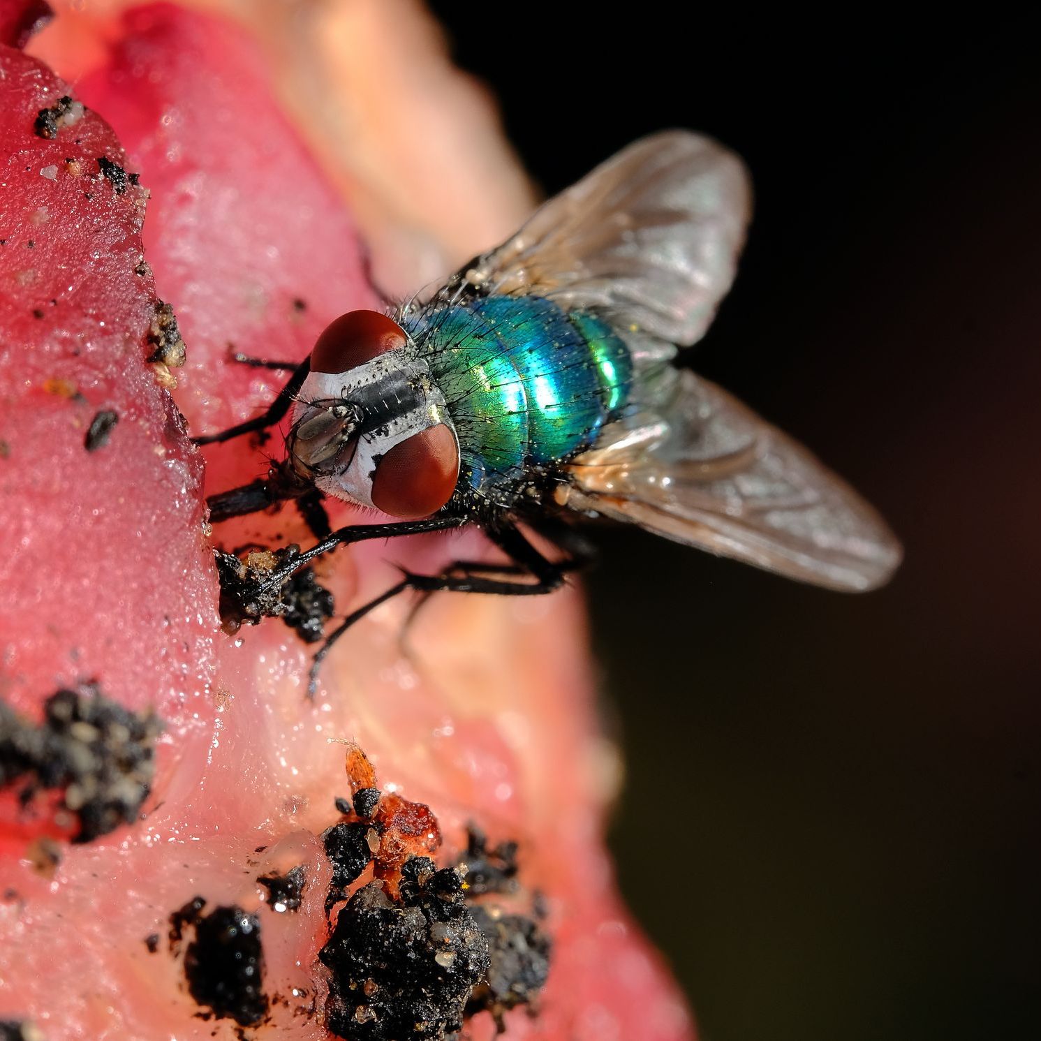 Flies Control at Golden Rule LLC