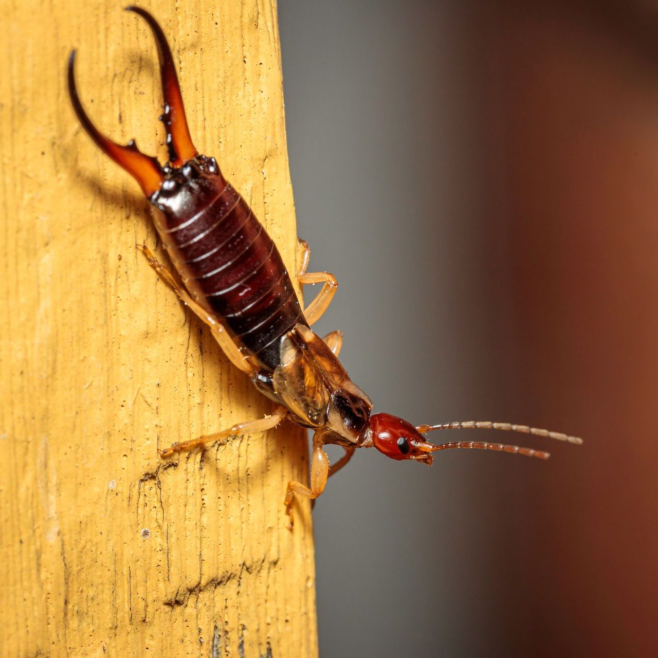 Earwigs | Golden Rule Pest, Termite, & Weed LLC