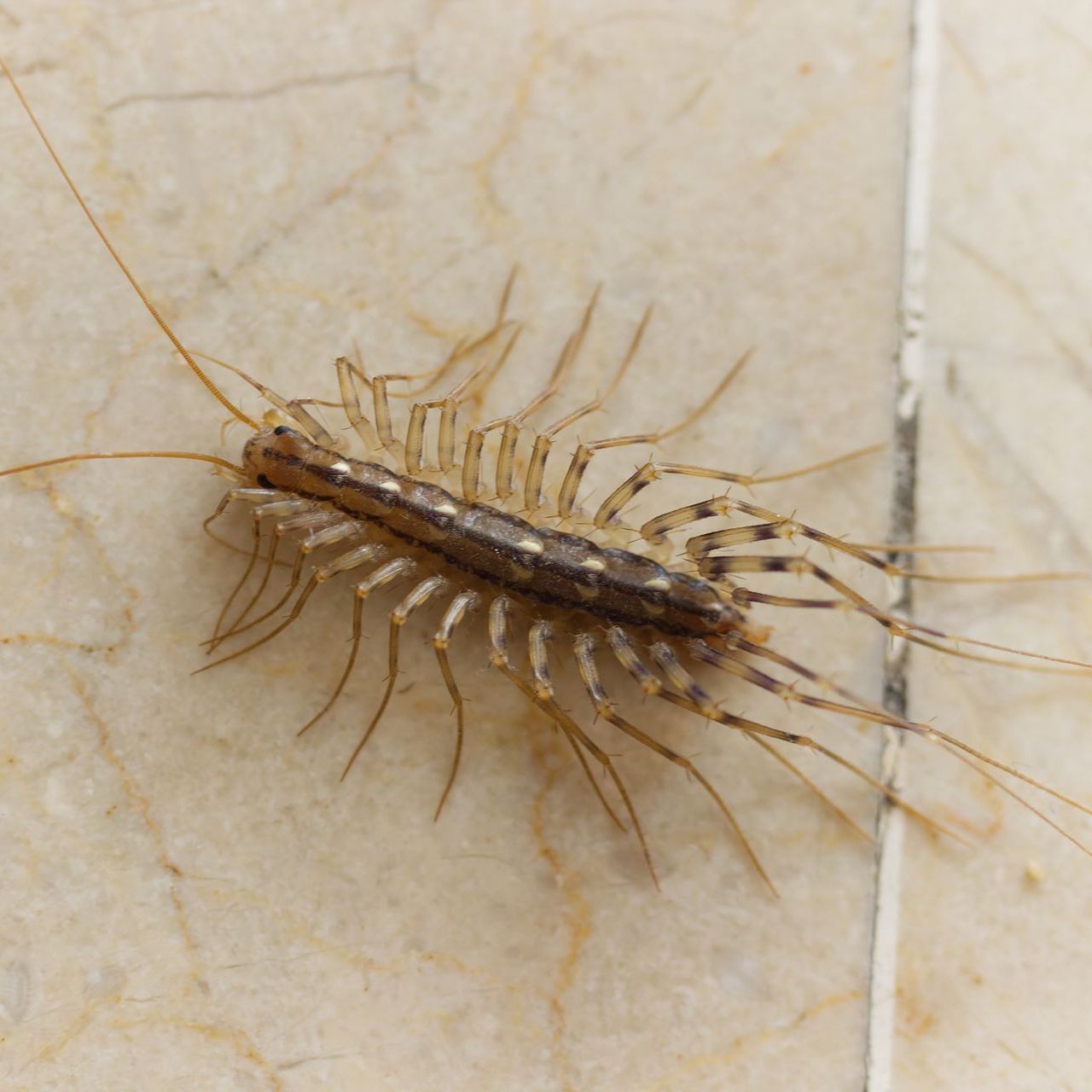 Centipedes Information | Golden Rule LLC