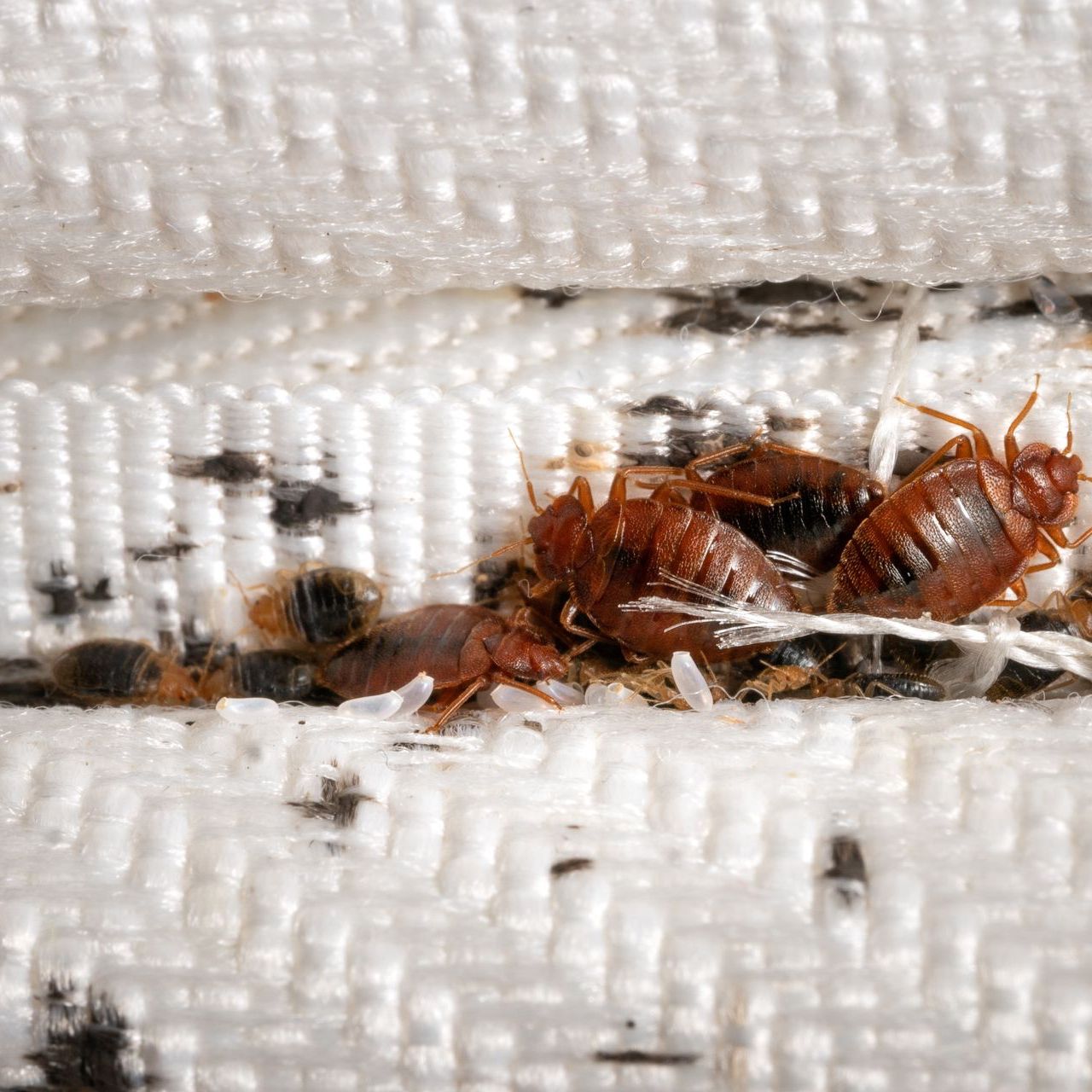 Bed Bug Information Golden Rule Llc