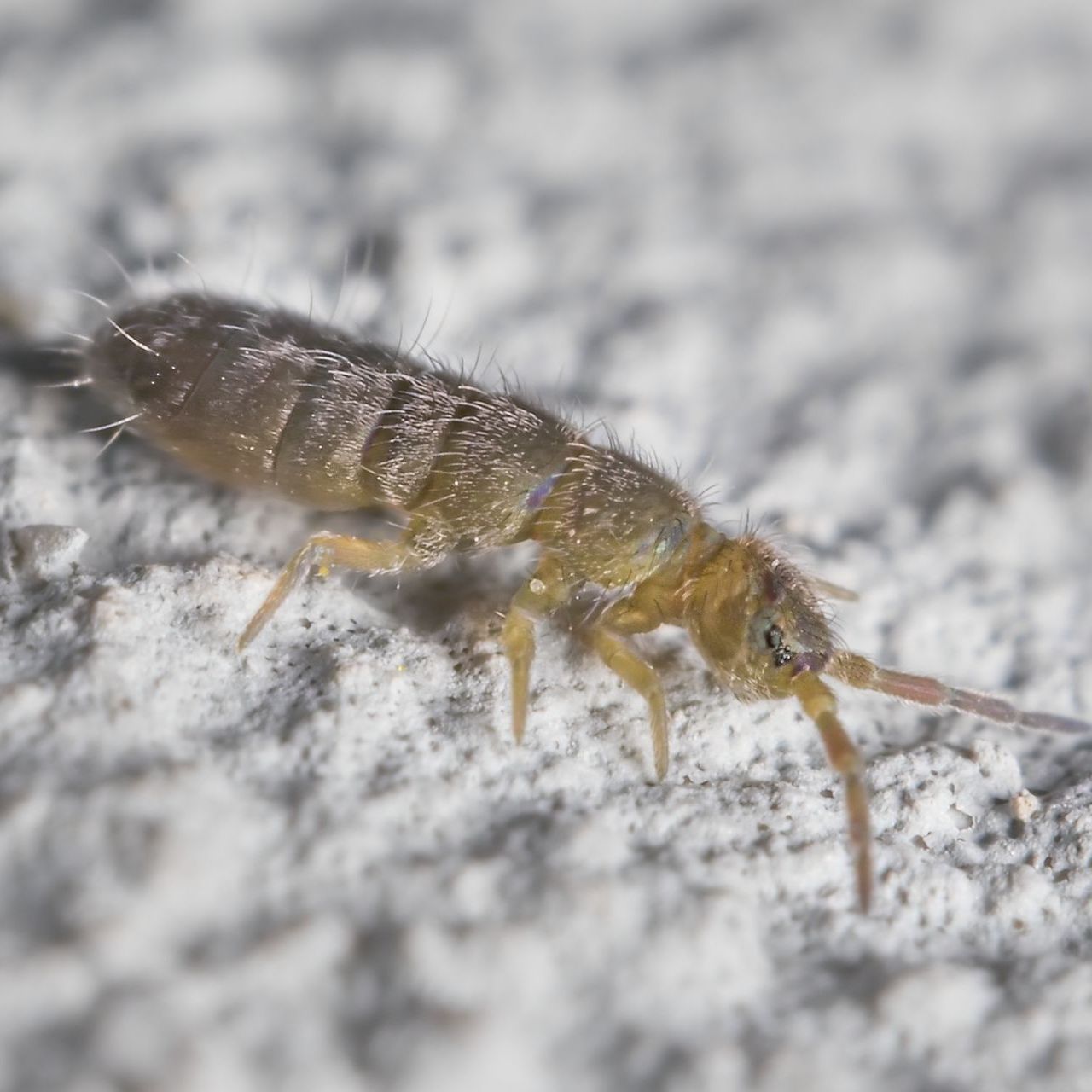 Springtails - Golden Rule Pest, Termite, & Weed LLC