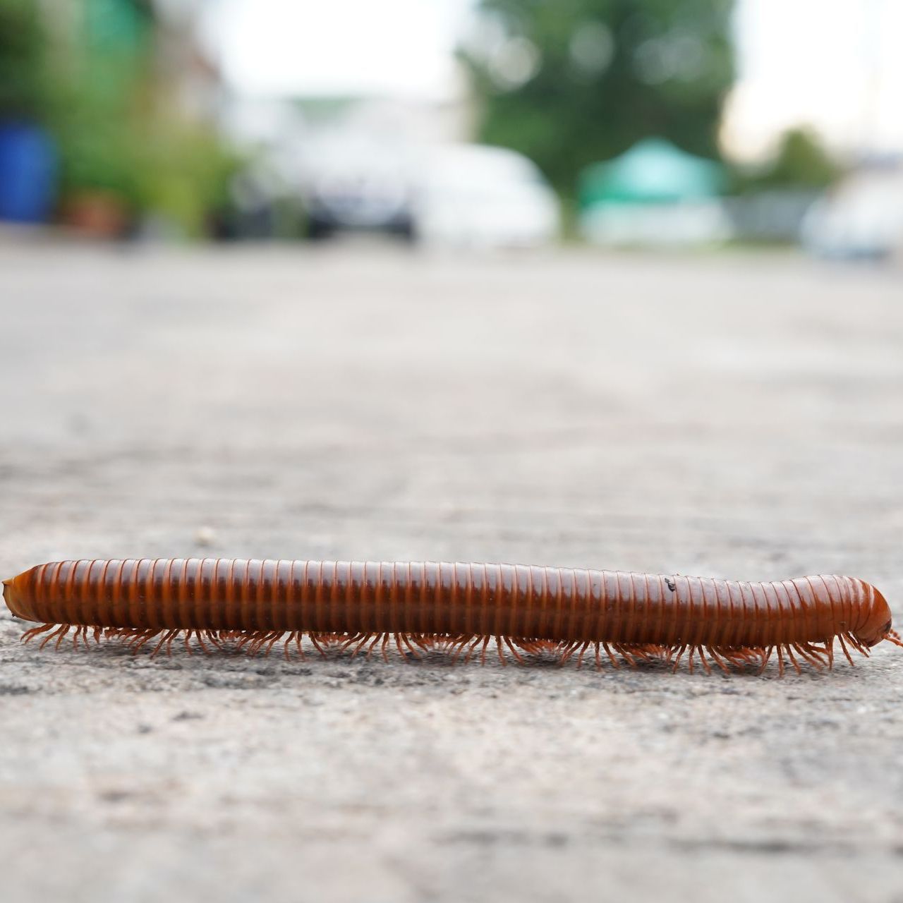 Millipedes | Golden Rule Pest, Termite, & Weed LLC