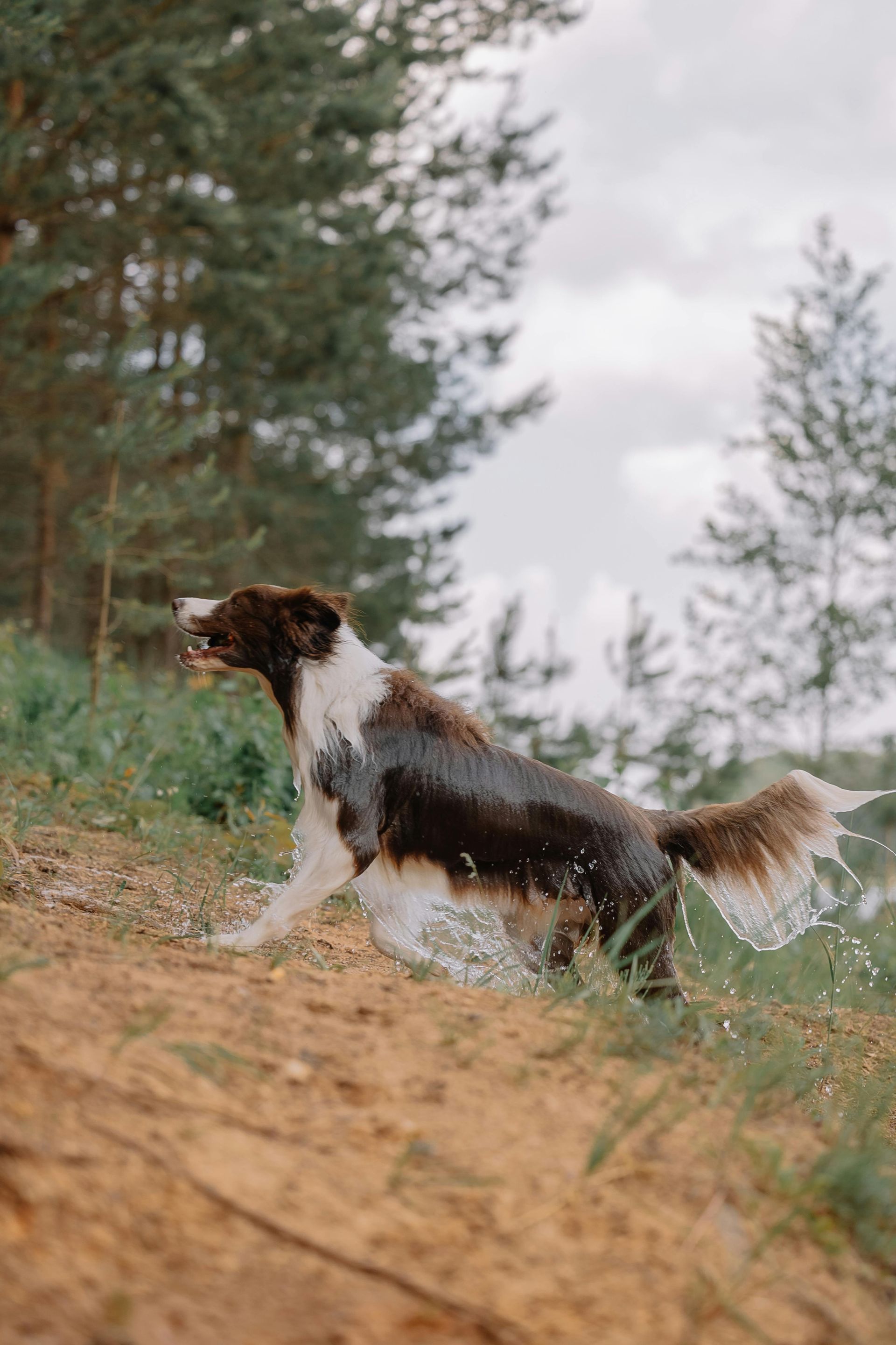 Dog Agility Live Streaming | 4 Legged Flix