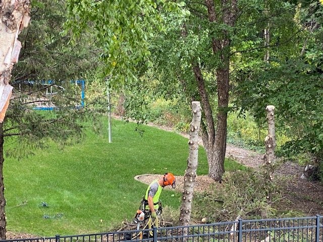 Service | A + A Tree Care Professionals | Rogers, MN