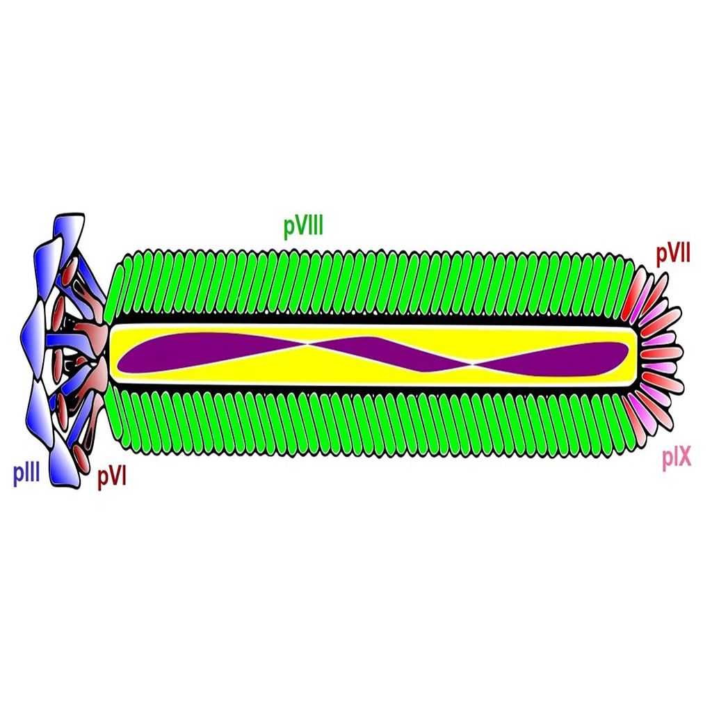 Cell Origins Phage Display Contact