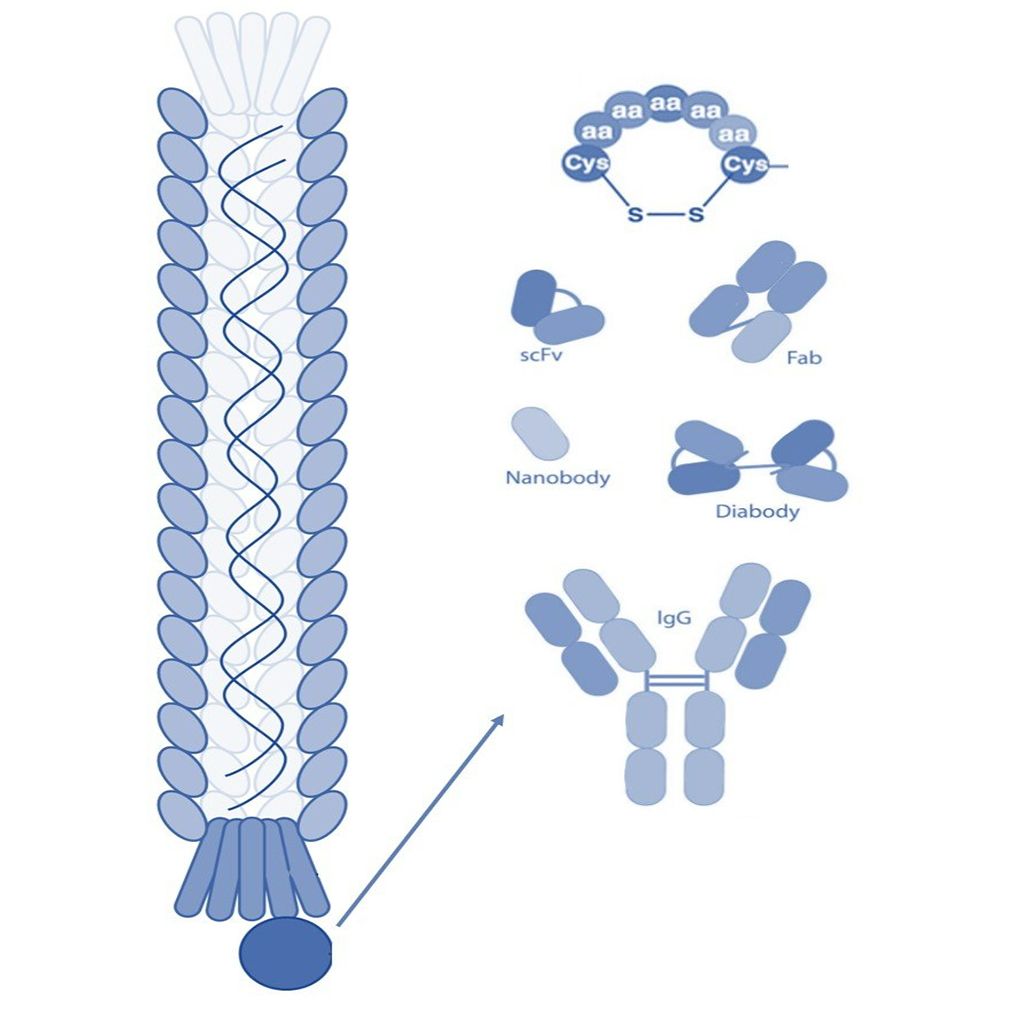 Cell Origins Phage Display Lab Solutions