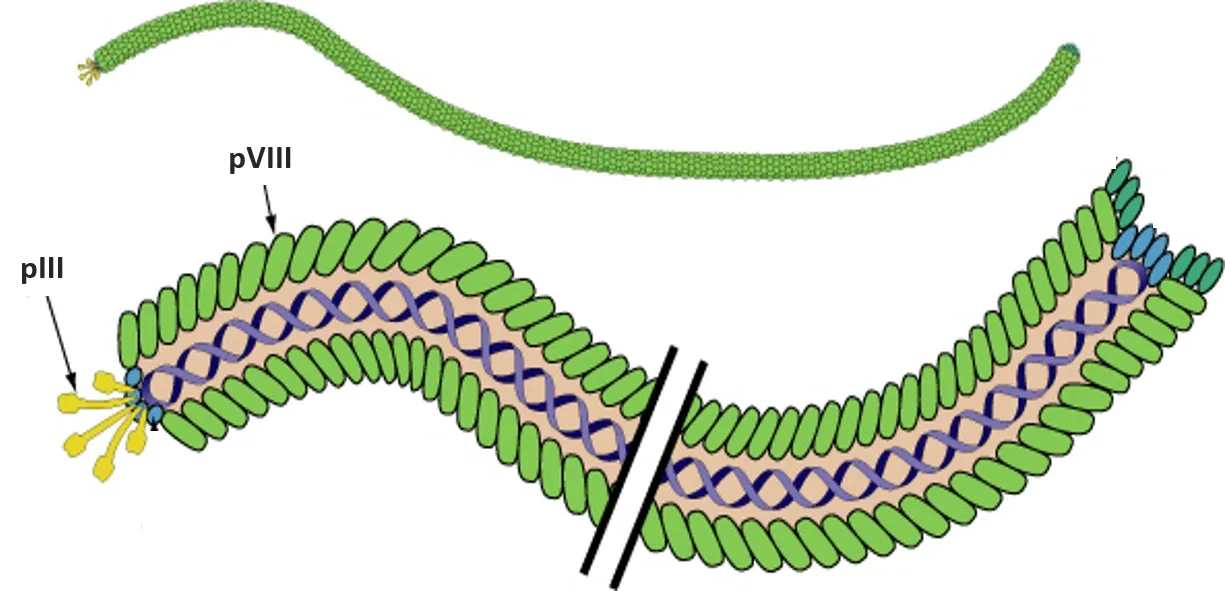 Phage Display: Bacteriophages - Cell Origins Biolab