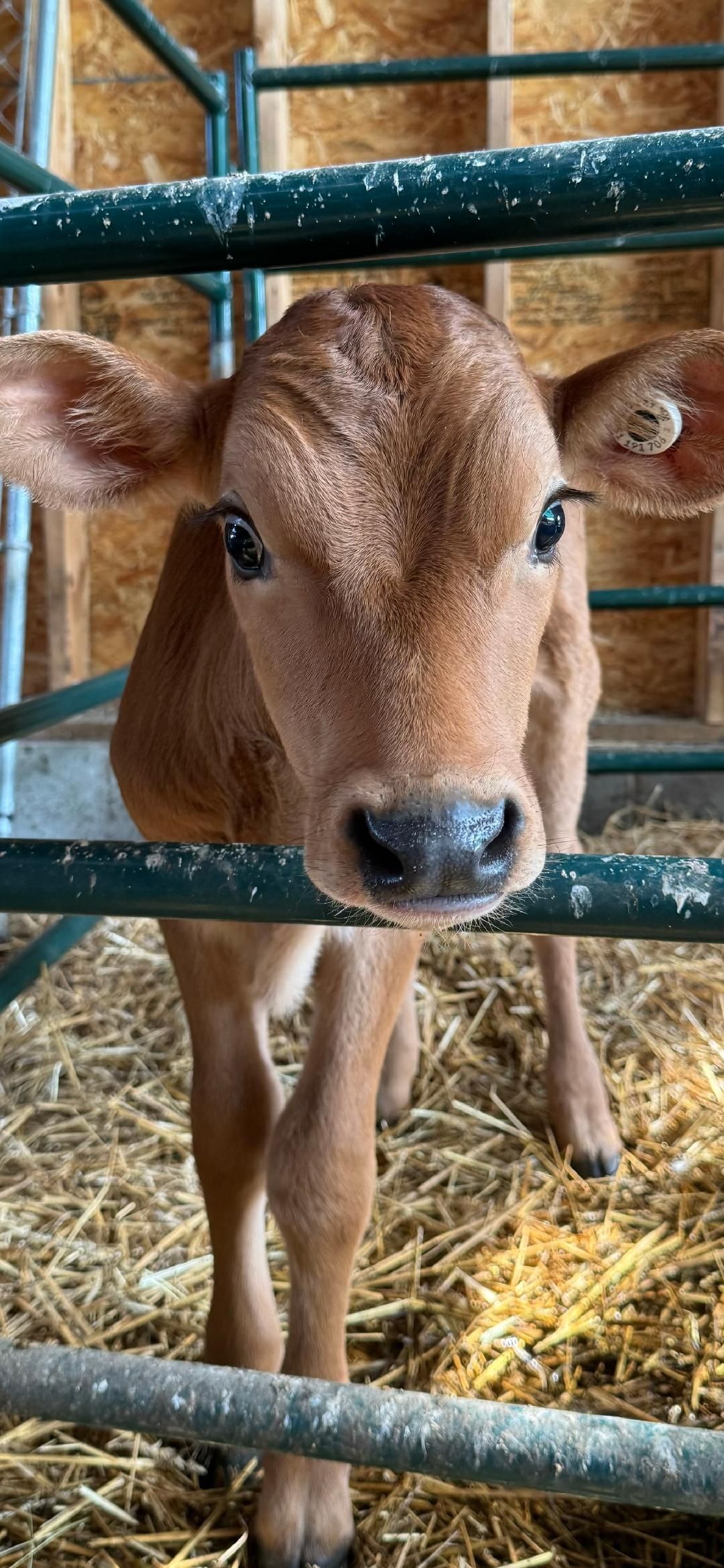 Livestock at Fur and Feathers Muskoka | Livestock For Sale