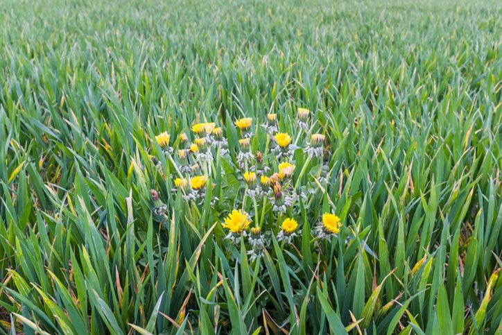 Oasis Weed Control Inc. | Andrews, Midland, & Odessa, TX | Weed Control ...