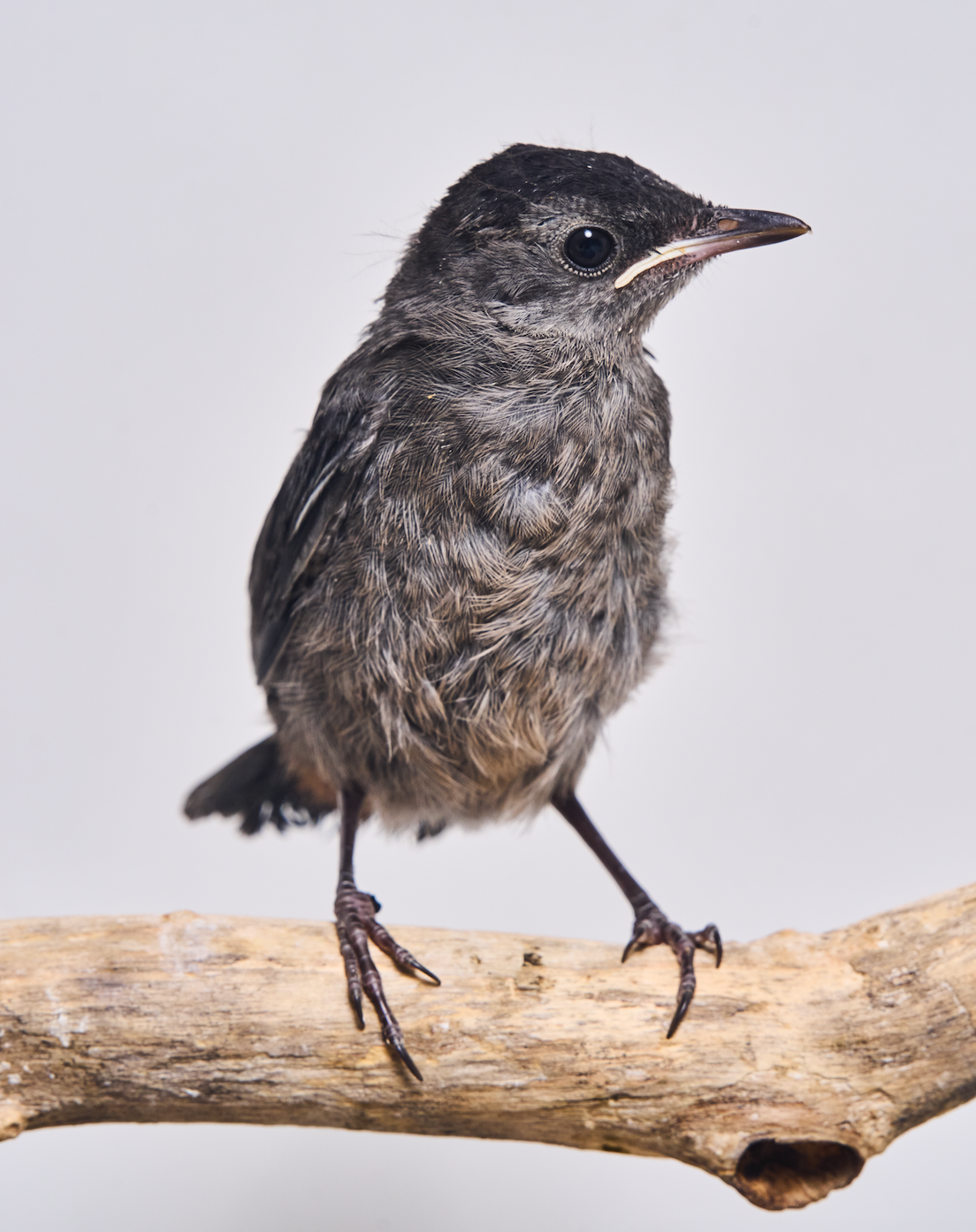 Congress of the Birds