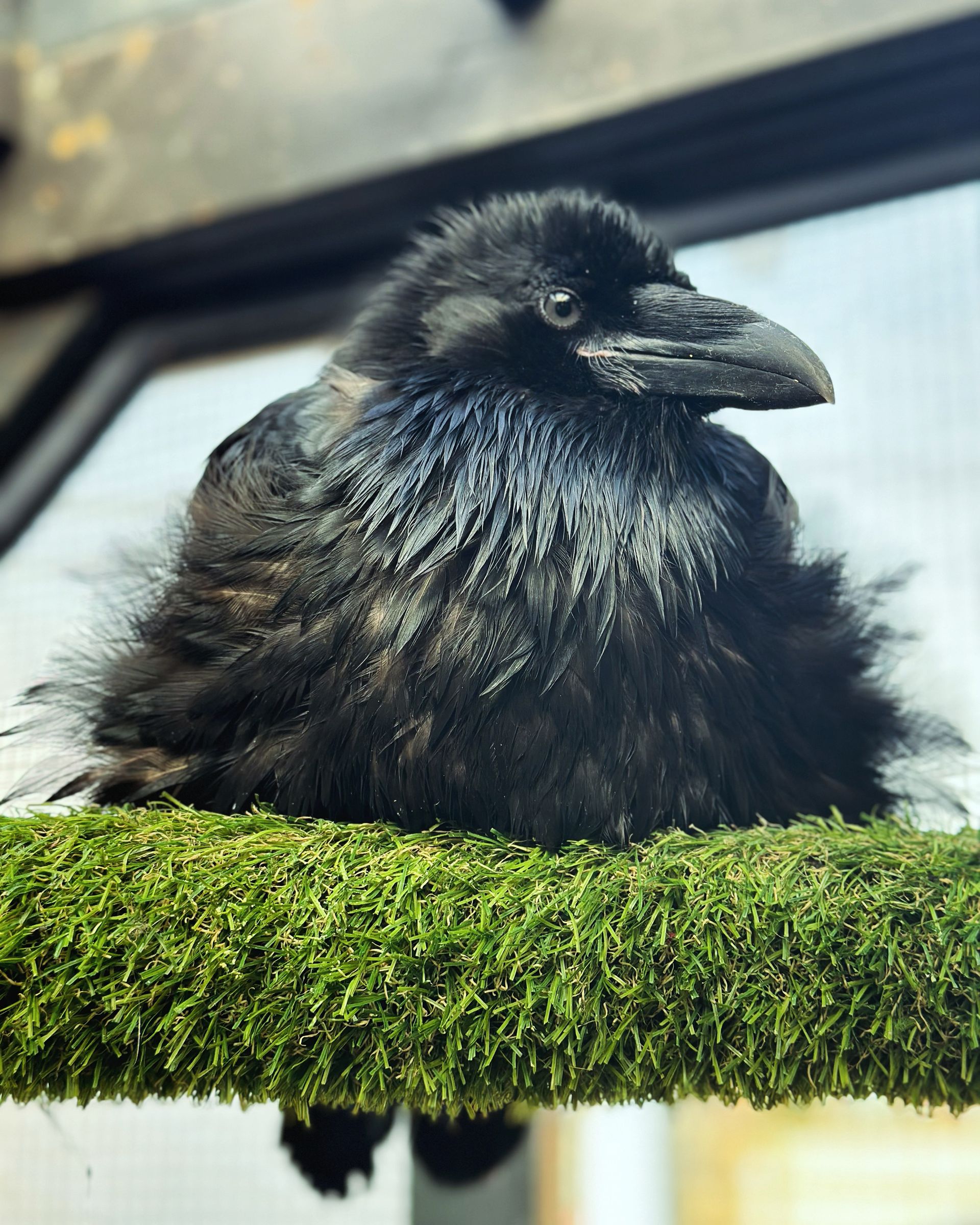 Congress of the Birds