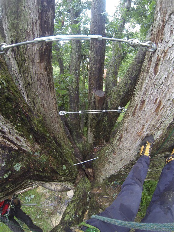 Extreme Tree Company - Top Rated Tree Services - Blacksburg, Virginia