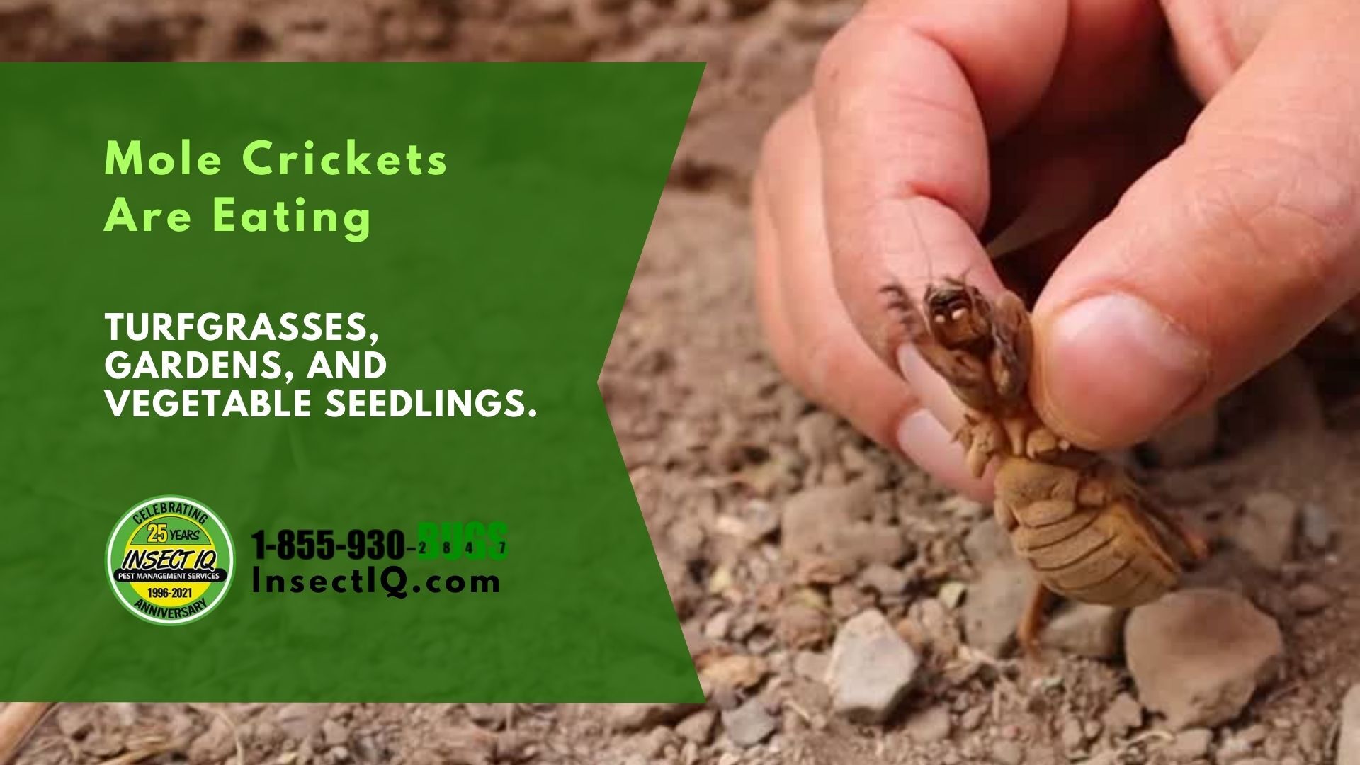 mole cricket insect