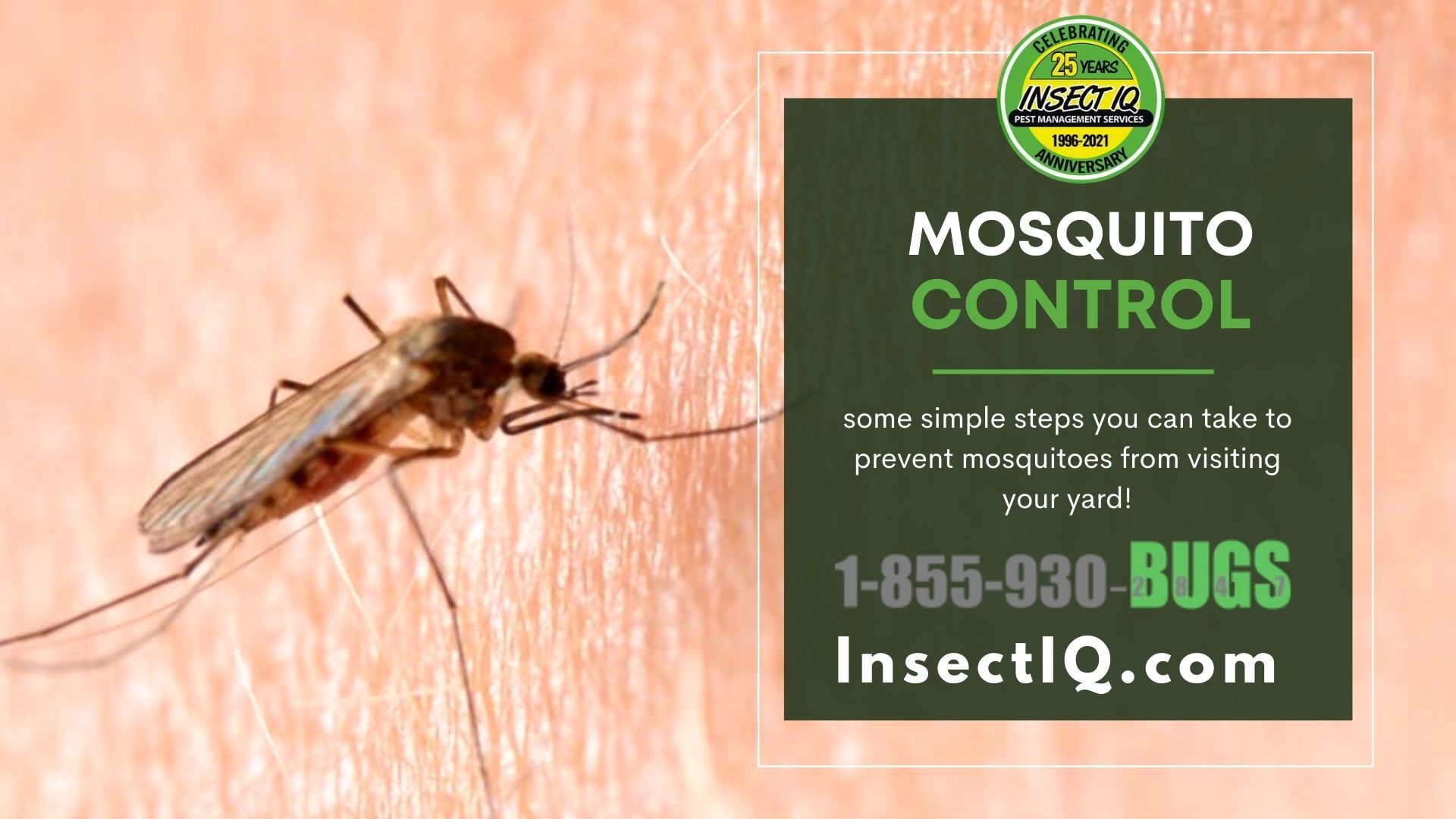 Mosquitos In My Yard: Tips For Control Reduction & Prevention