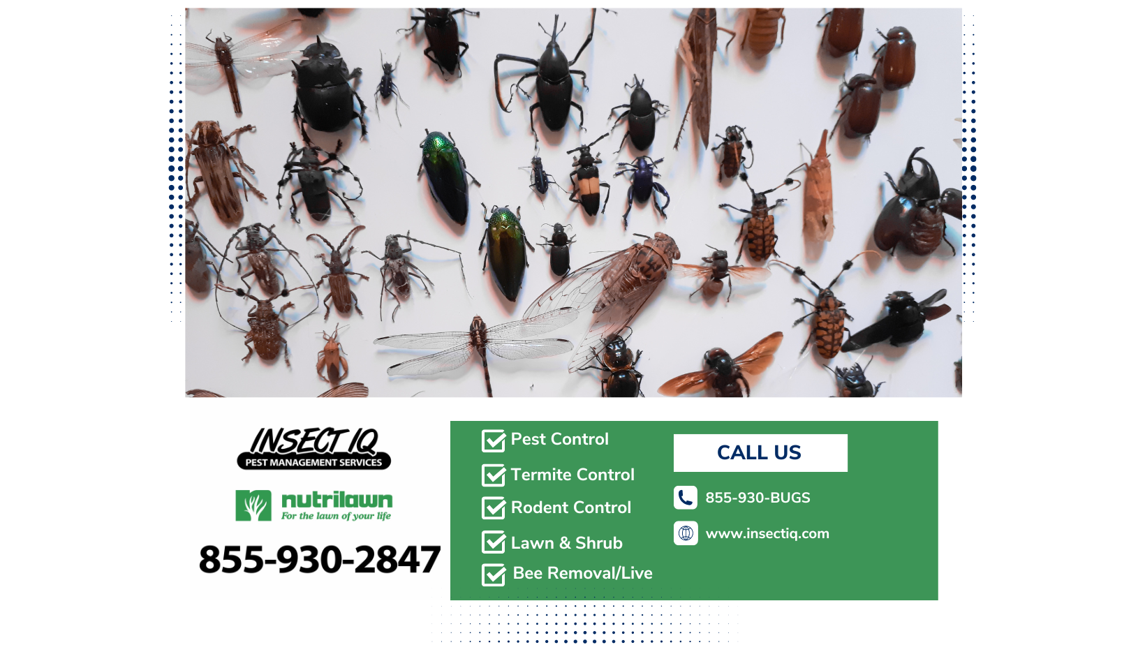 Bed Bugs Life Cycle Detection Control