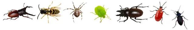 Insect IQ - Florida Pest Management Services