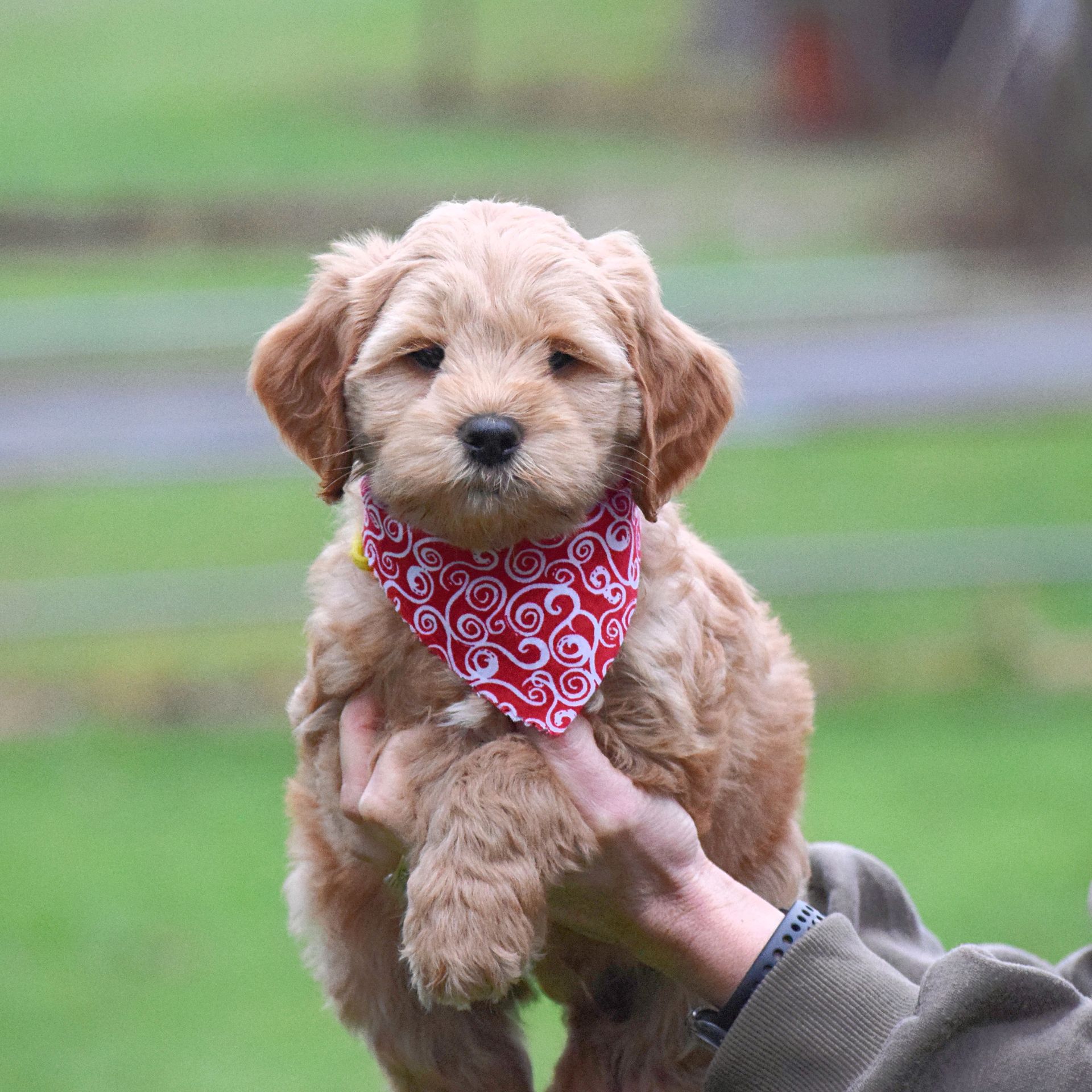 Mini Labradoodle Puppies