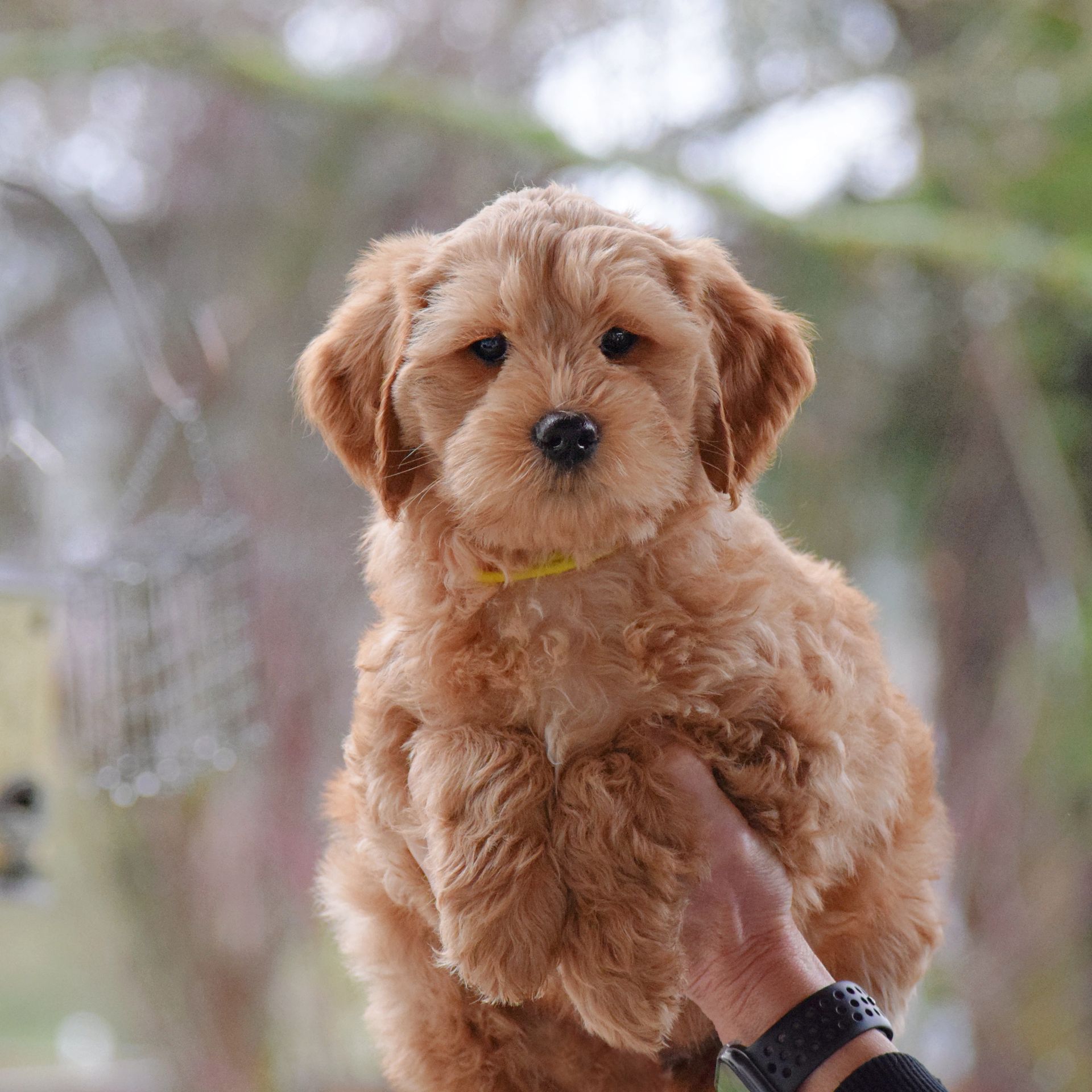 Adorable Mini Labradoodle