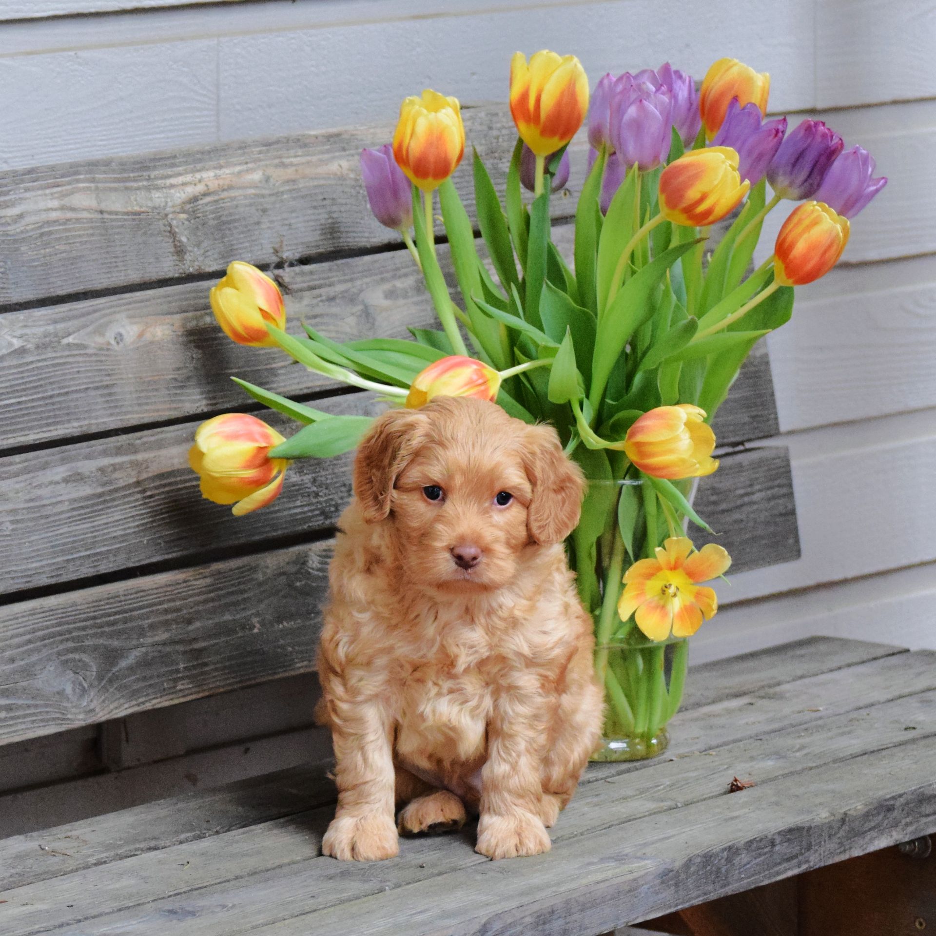 Spring brings puppies & flowers!