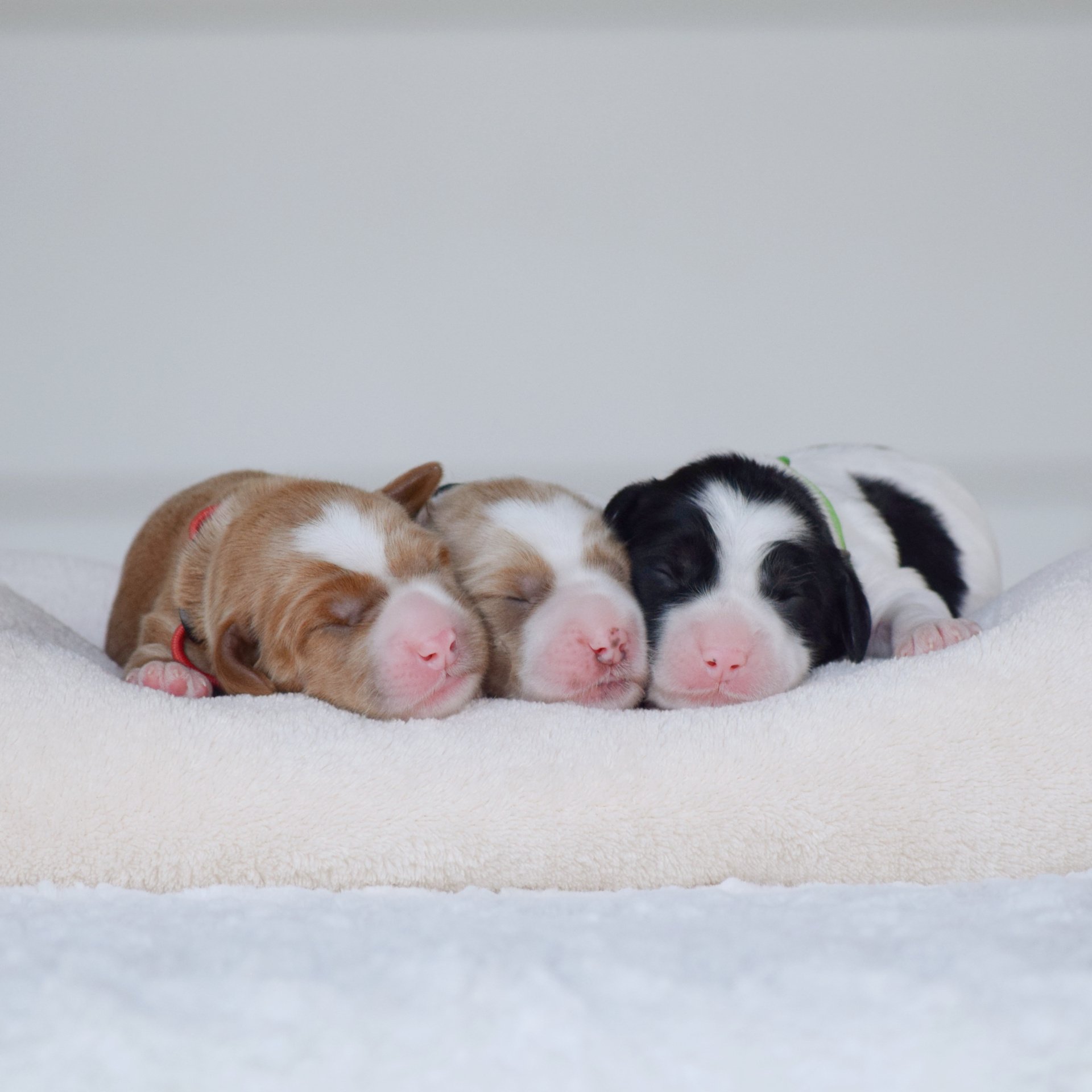Labradoodle Puppies!