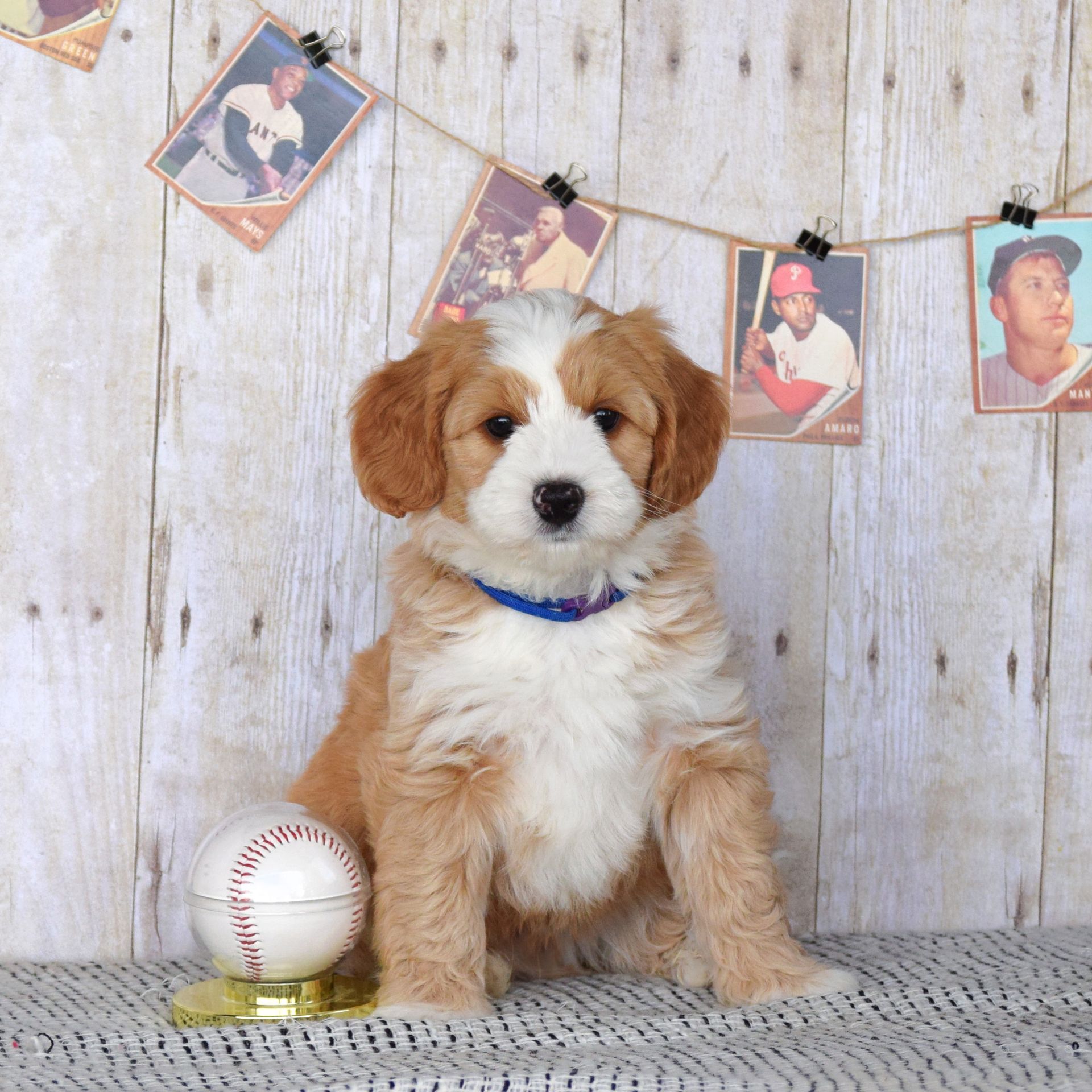 8 Week Old Labradoodle Puppies