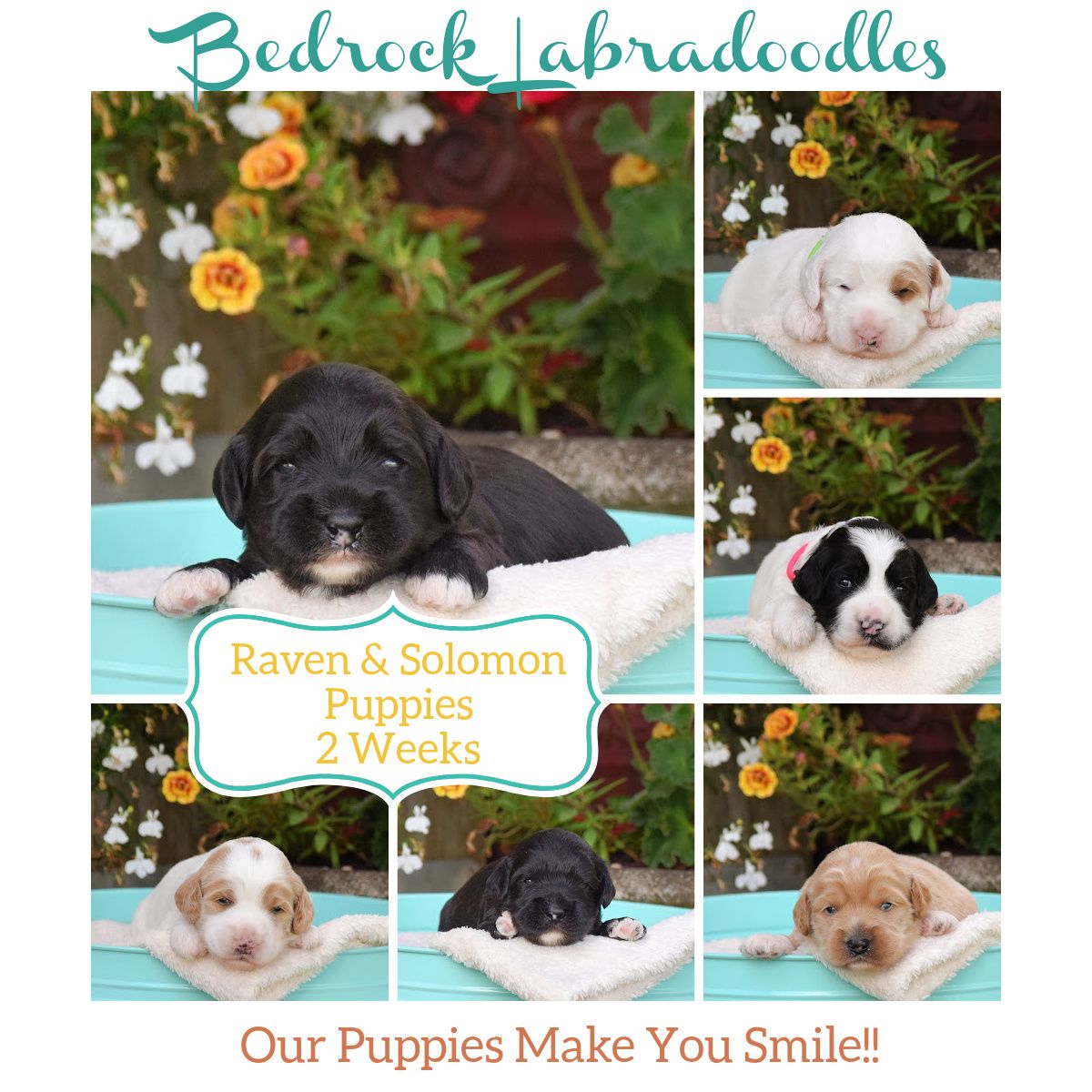 Current Litters | Raven & Solomon