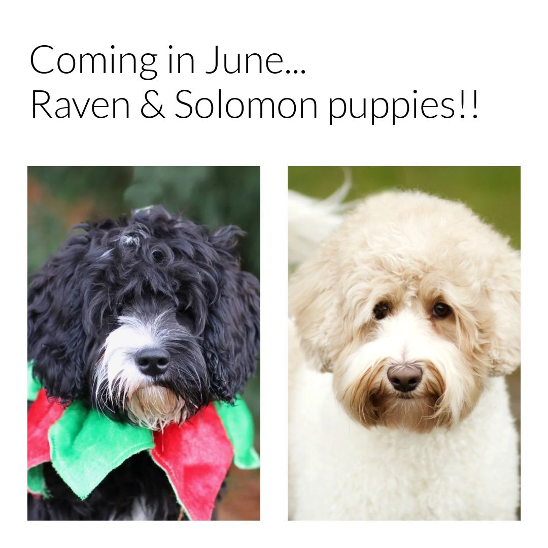 Raven & Solomon Puppies