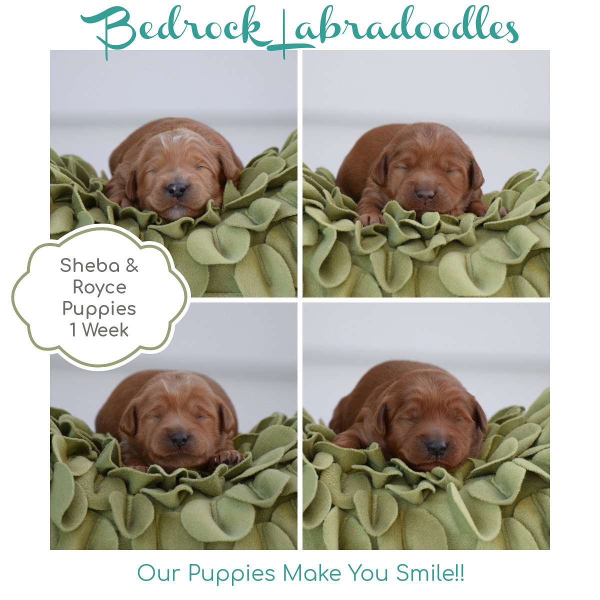 Current Litters | Sheba & Royce