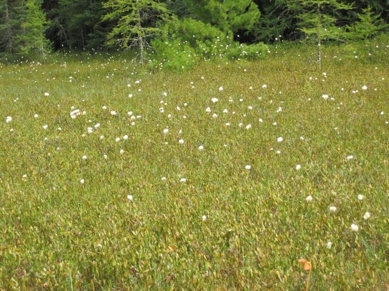 Beautiful Bogs: Van Vliet Photo Gallery