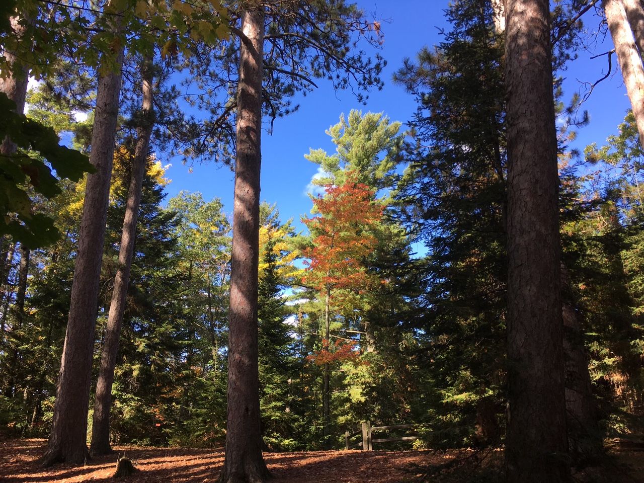 Northwoods Forest History Experience
