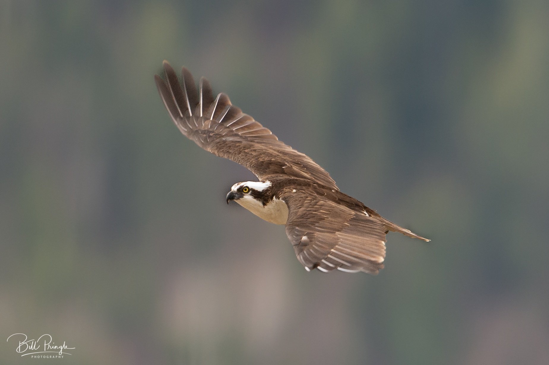 "Motion" photo contest The winner is Bill Pringle