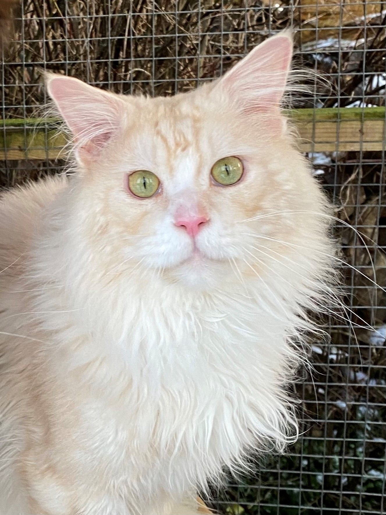 Red Rose Maine Coons, Lancashire UK. We are GCCF registered pedigree ...