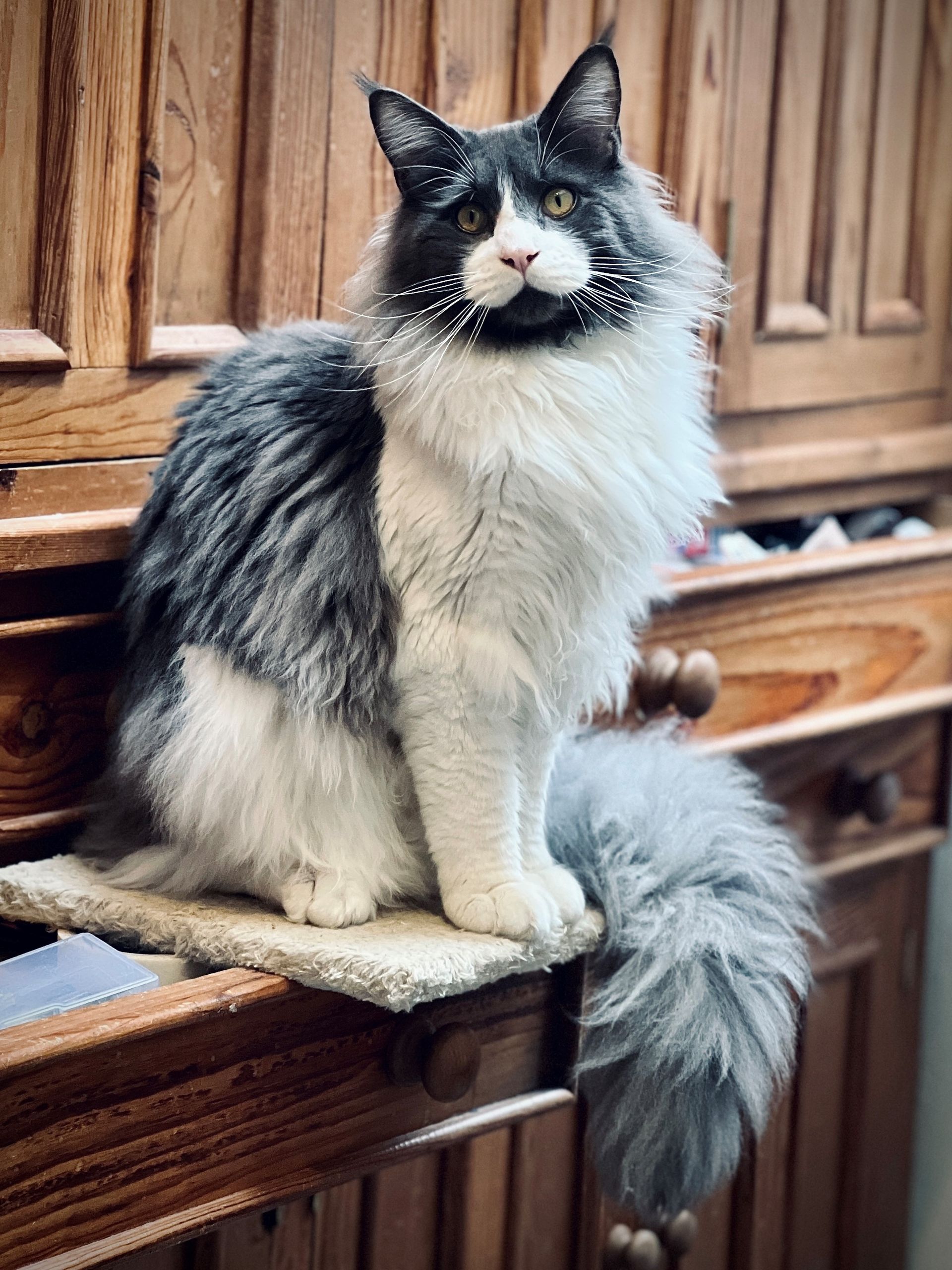 Red Rose Maine Coons, Lancashire UK. We are GCCF registered pedigree ...