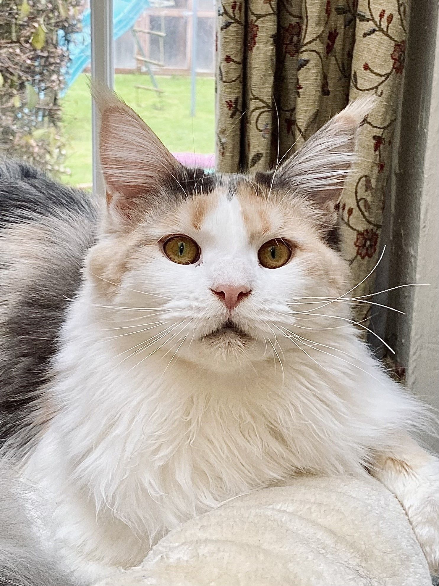 Red Rose Maine Coons, Lancashire UK. We are GCCF registered pedigree ...